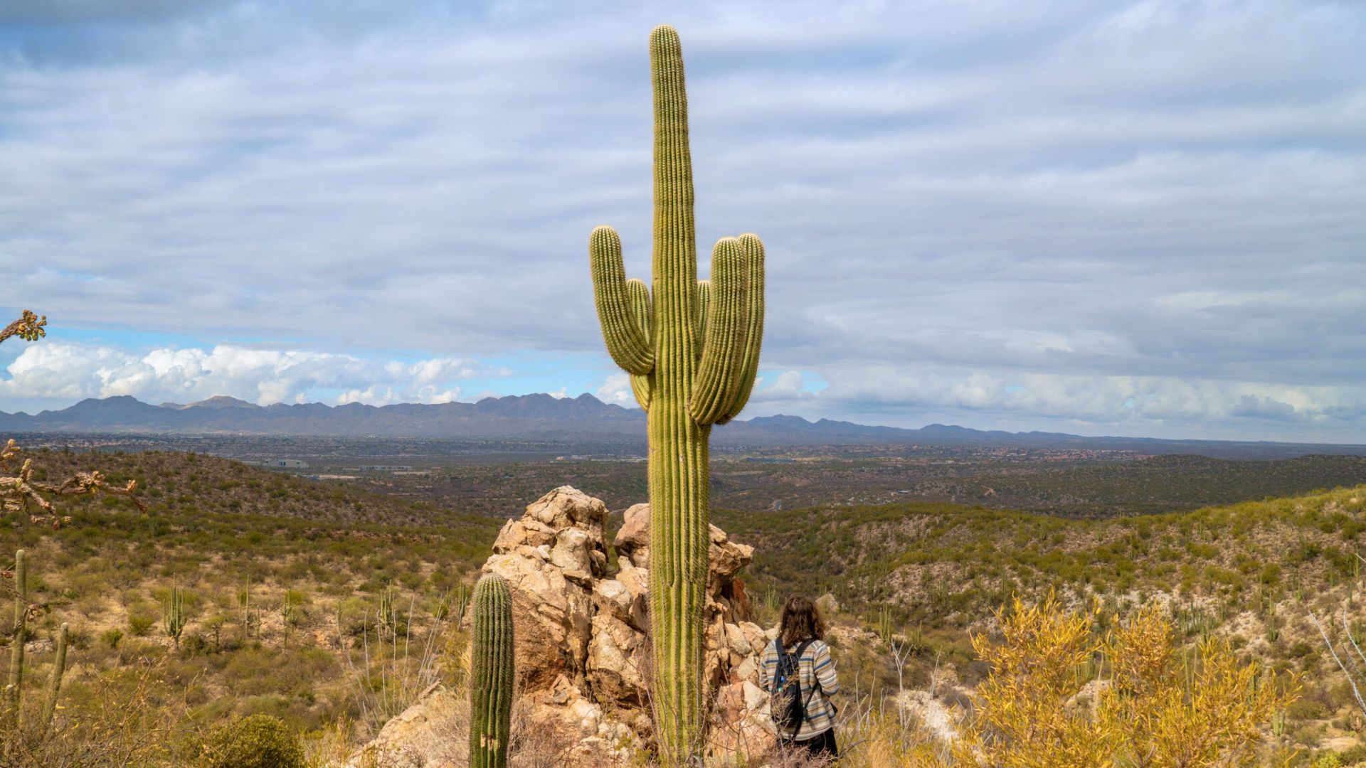7 Best Easy Hikes in Tucson, Arizona